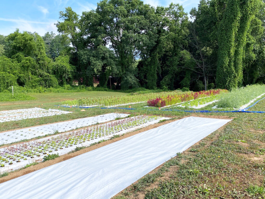 Annual growing systems for cut flowers | News, Sports, Jobs - The Express